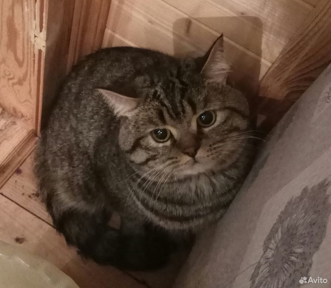 Кот британский на вязку