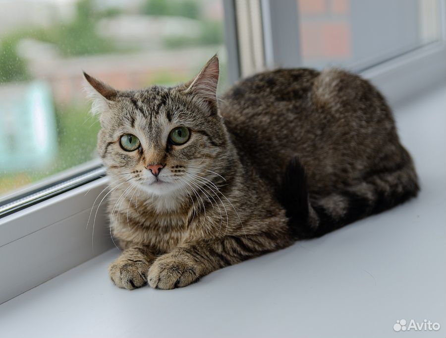 Котёнок