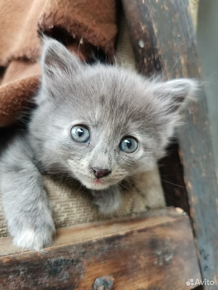 Маленькая кошечка охотница