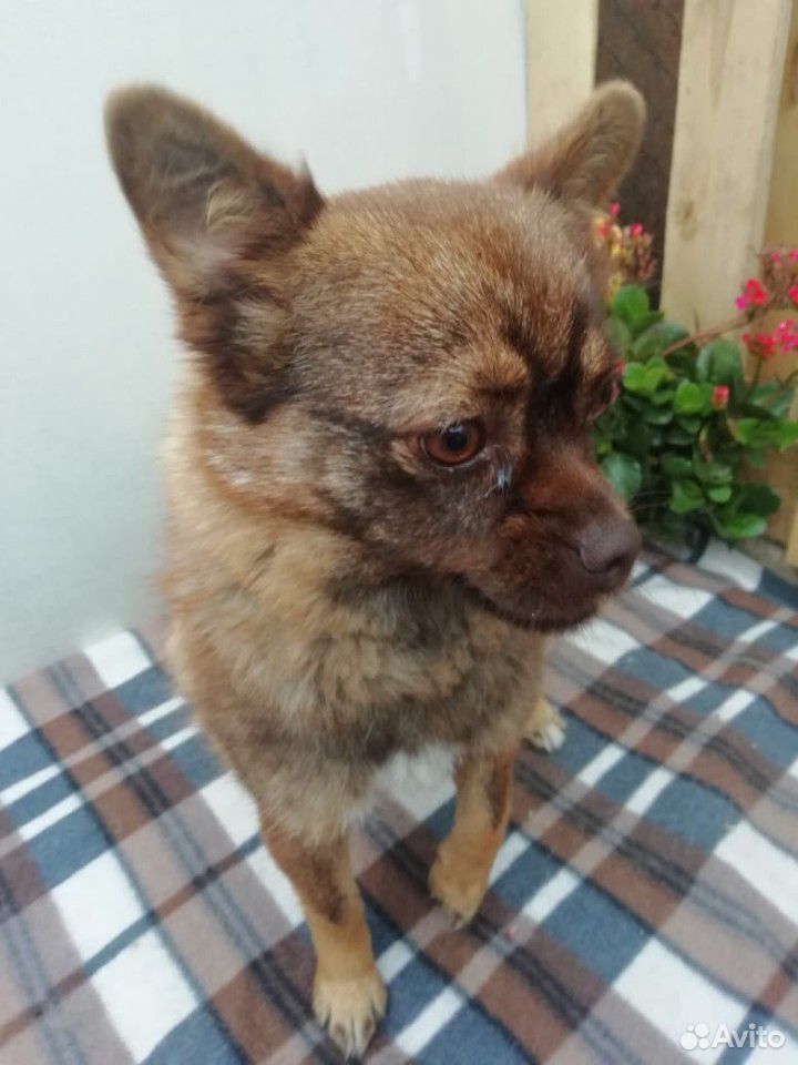 Шанель, щенок ищет дом