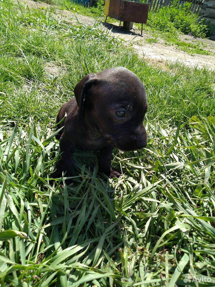 Продаются, щенки таксы, девочка и мальчик, 2 месяц