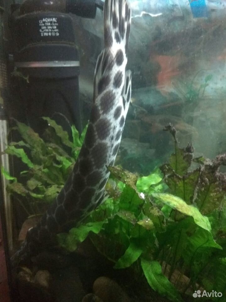 Щука панцирная