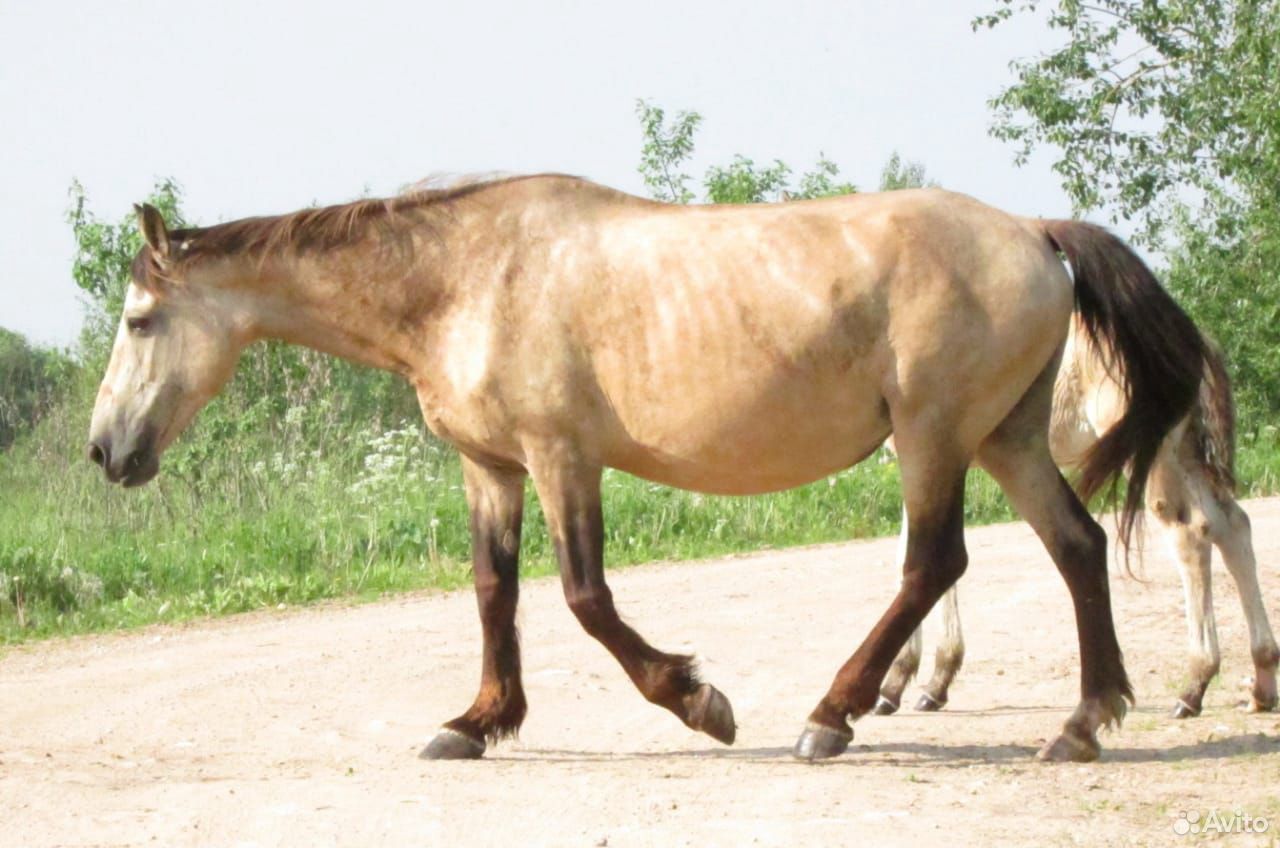 Кобылы от 2 лет до 10 лет