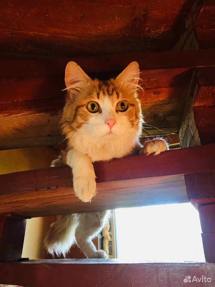 Кота выгнали на улицу