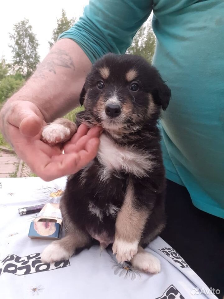 Деловой толстячок щенок 1,5 мес