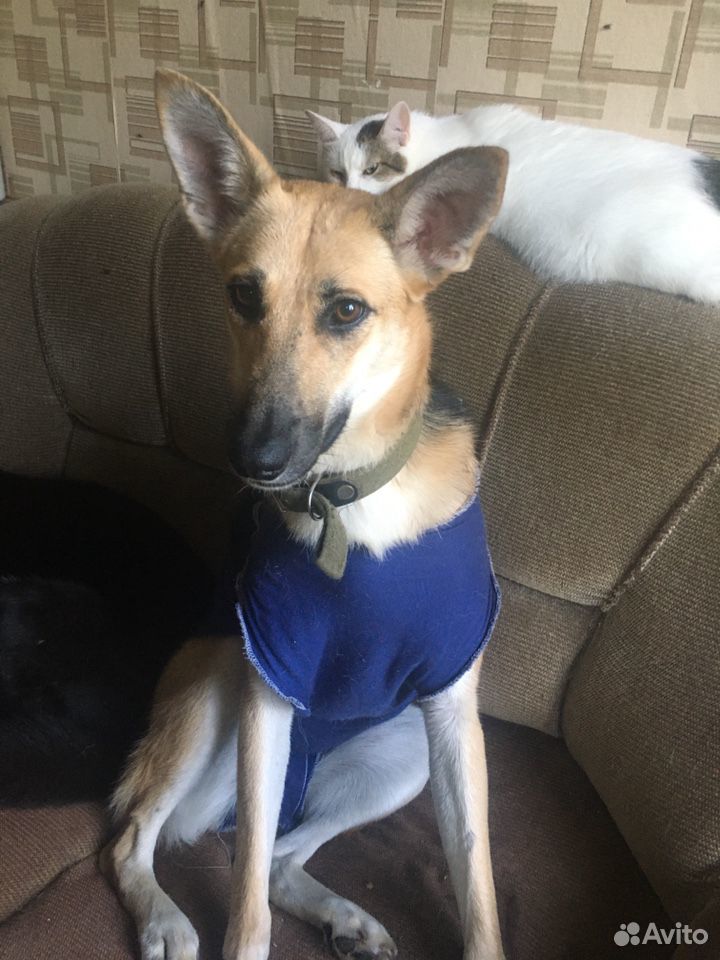 Молодая собака Фиона ищет дом