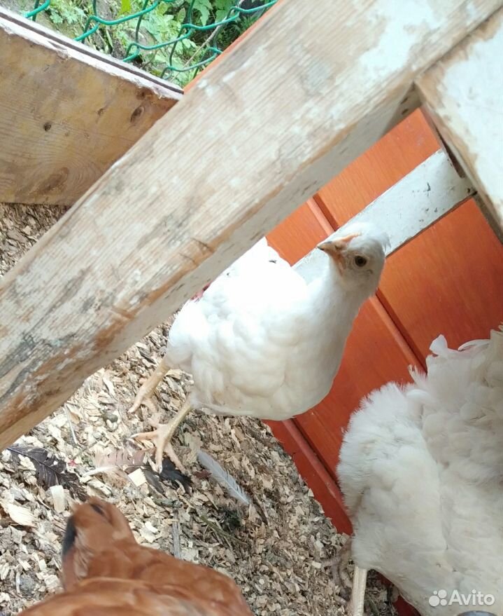 Продам цыплят. вывод от 29 апреля