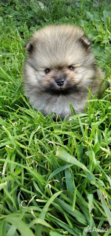 Шикарные мальчишки шпица