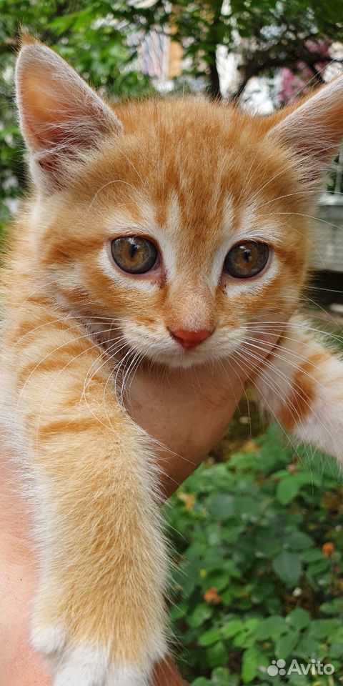Котенок(девочка 2 мес) в добрые и надежные руки