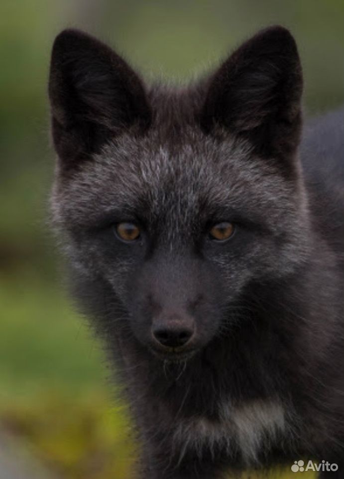 Домашняя лиса