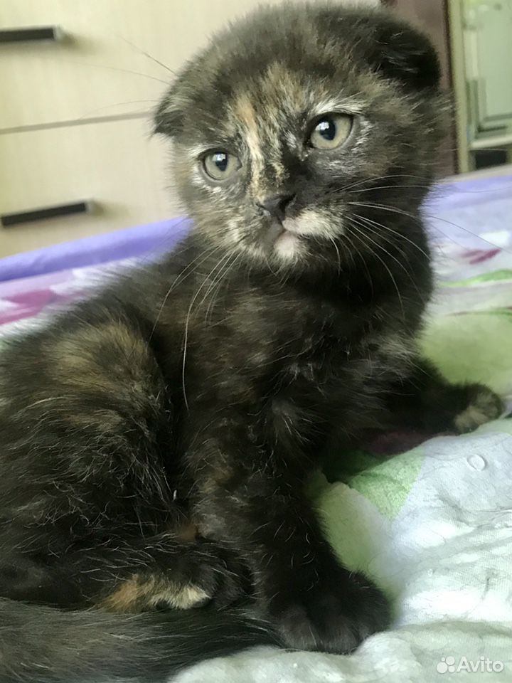 Шотландская трёх цветная кошачка