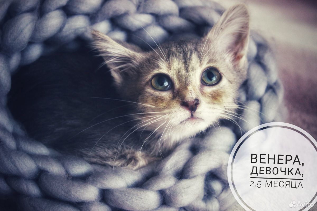 Котёнок, девочка Венера, 2.5 месяца