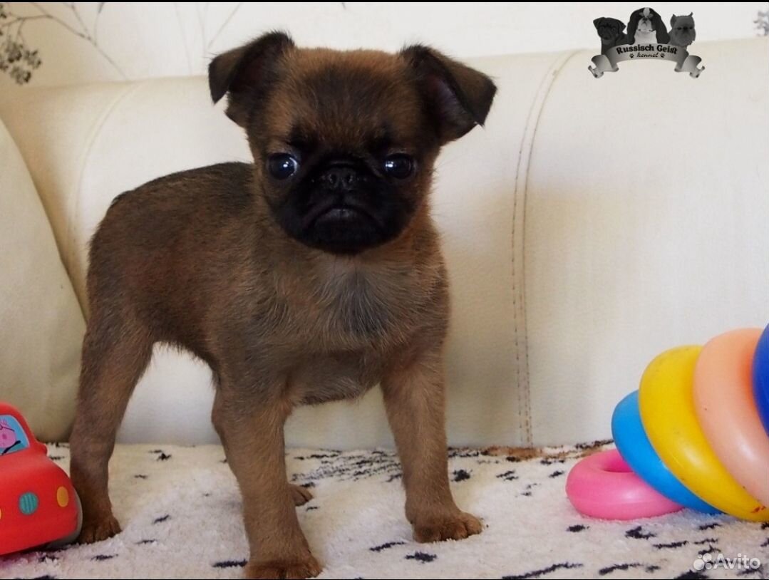 Брабансончики - мальчики и девочки, 2 месяца