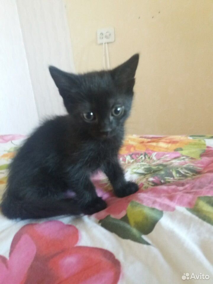 Котенок - черненький красавчик