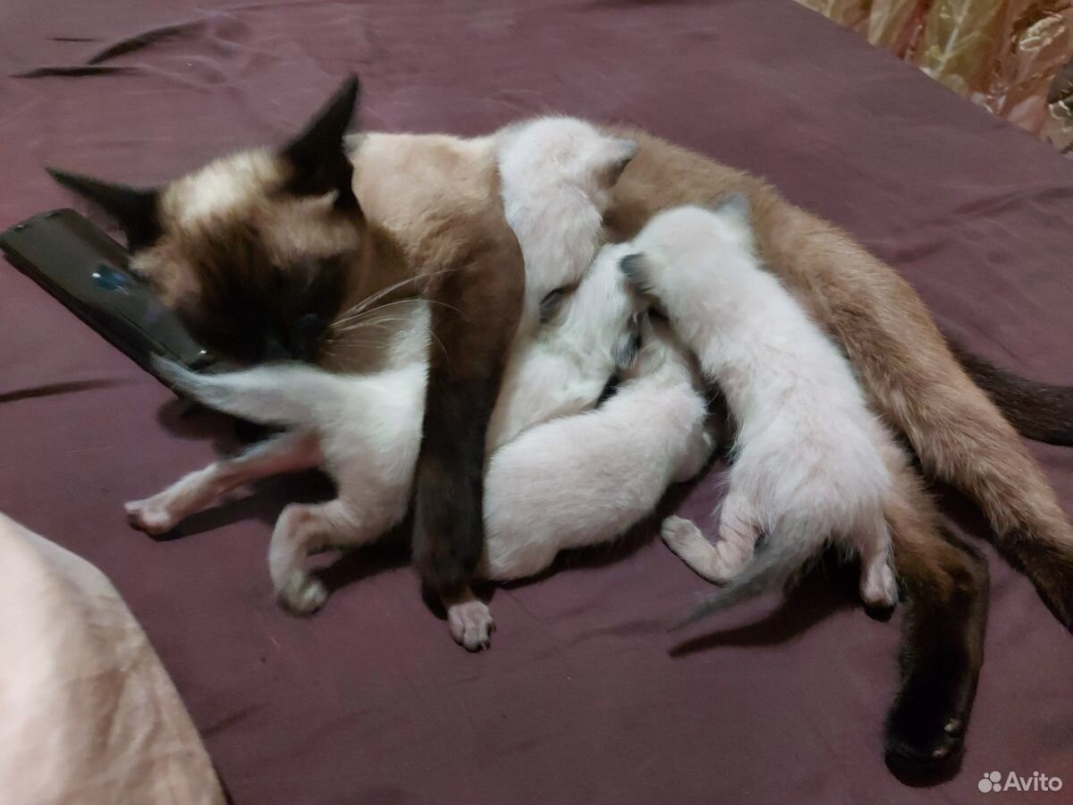 Кошка
