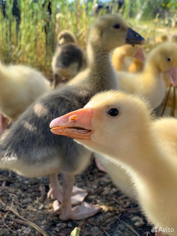 Гусята Утята