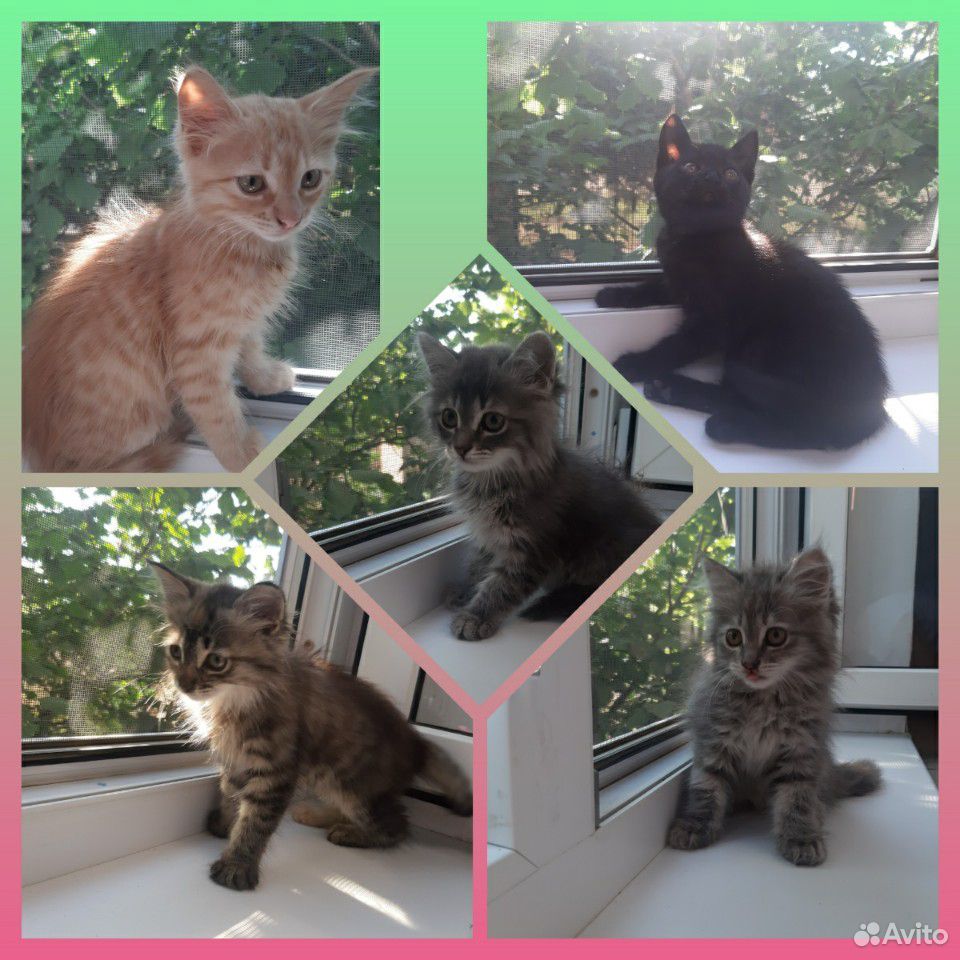 Крошки кошечки