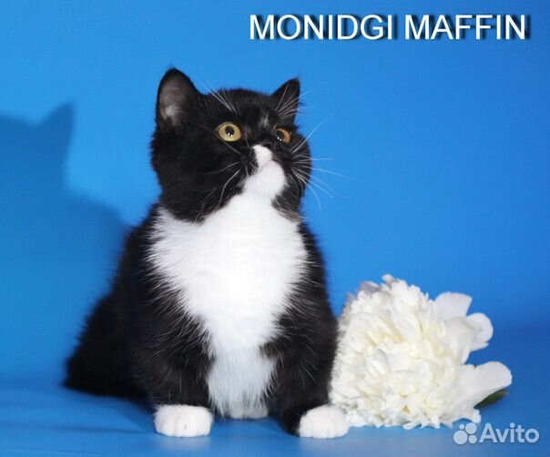 Игривый мальчишка на коротких лапках