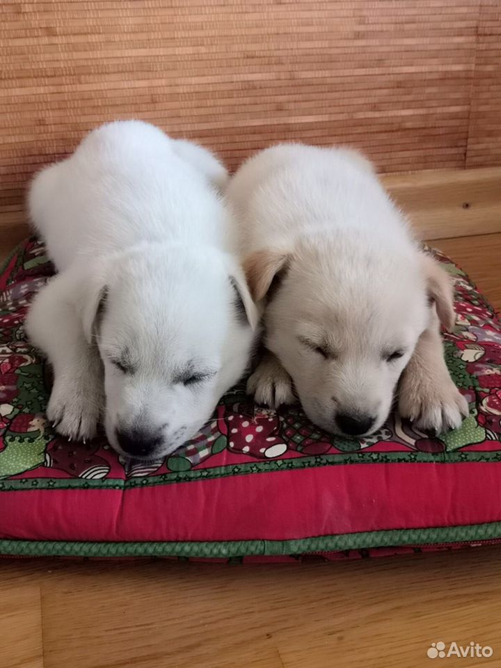 Крохи ищут дом