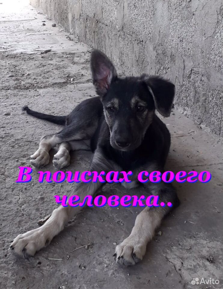 Ева в поисках дома