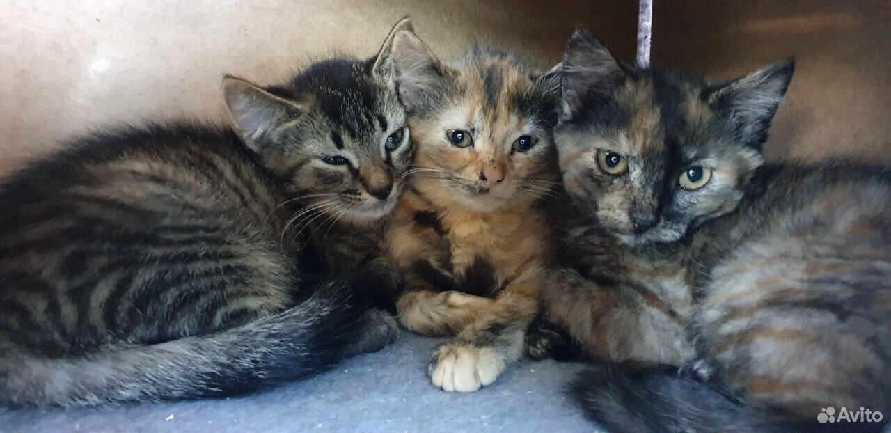 Маленькие симпатичные котятки ищут дом