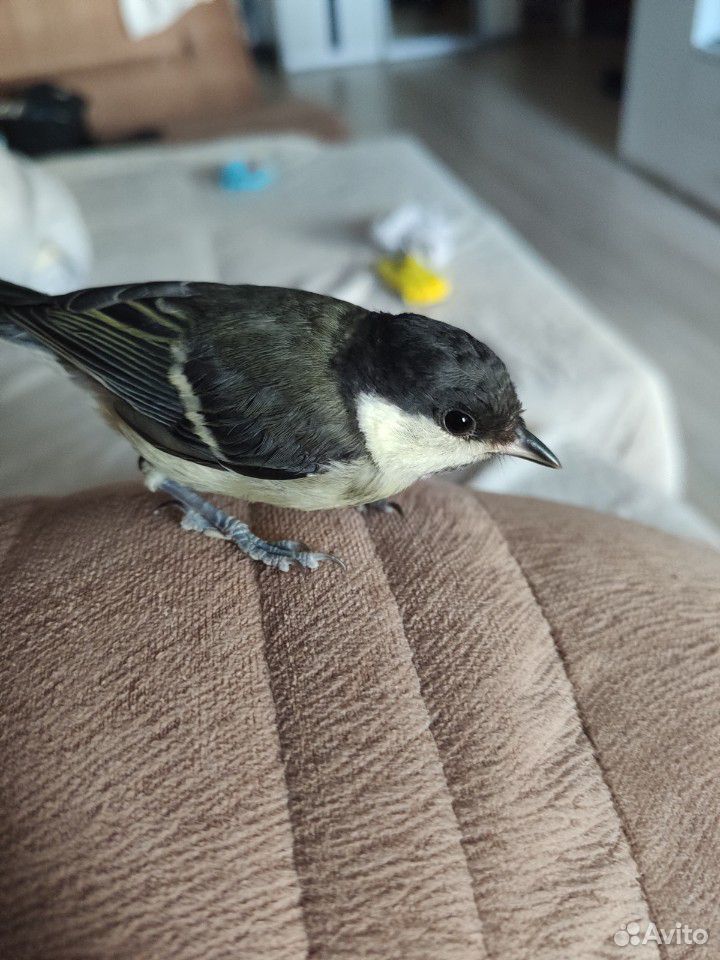 Птенец синицы