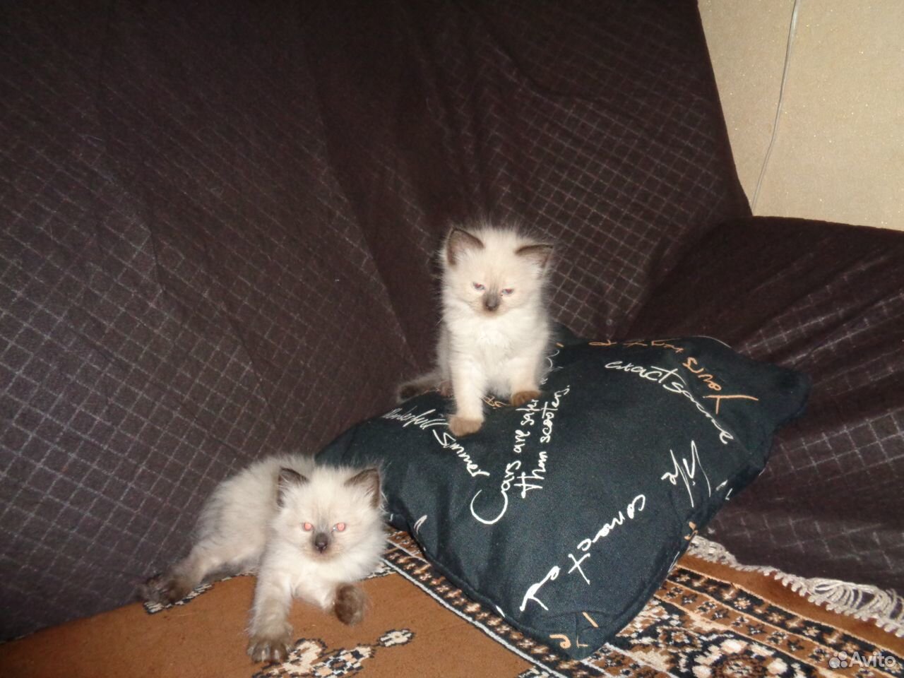 Тайские котята