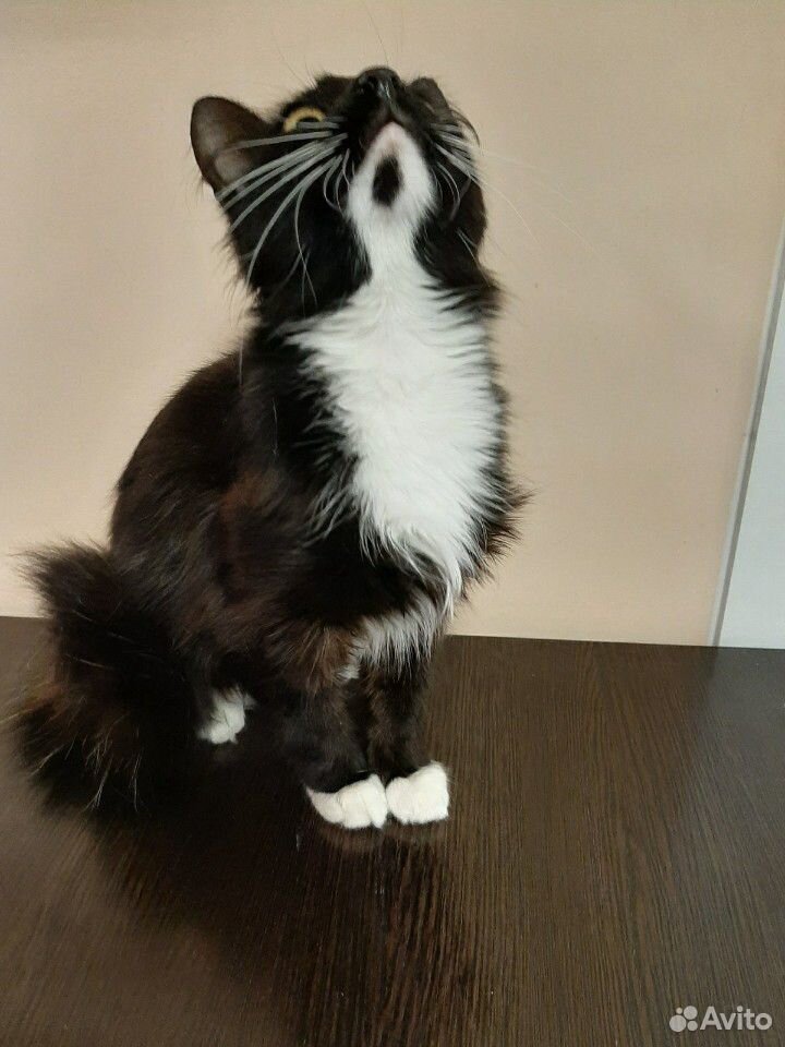 Кошечка с усыпления с ветклиники/доставка
