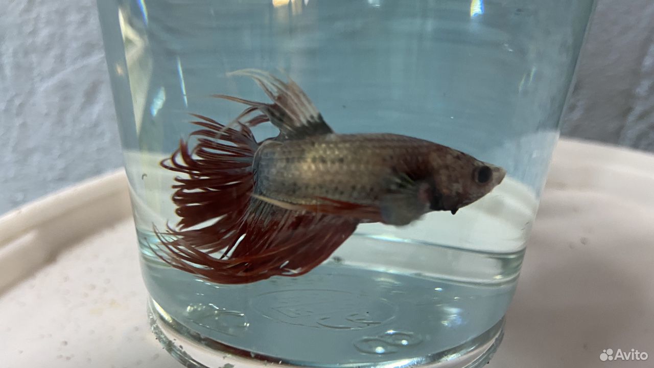 Петушок коронохвостый медный триколор