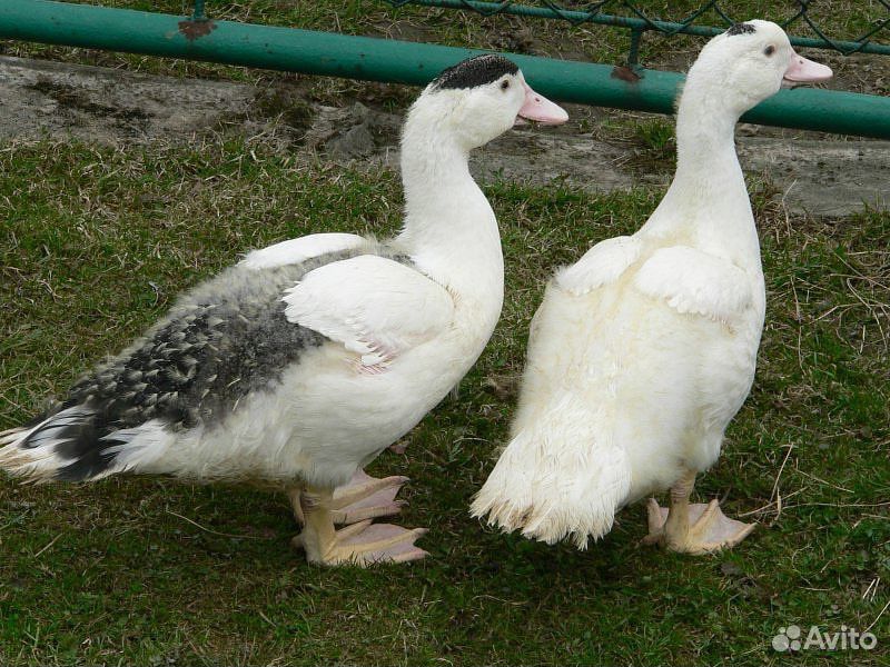 Муларды