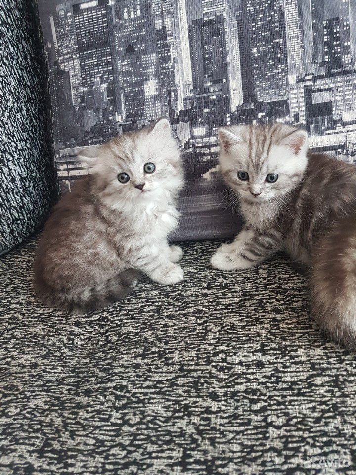 Британские котята