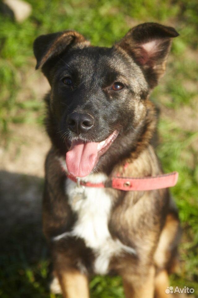 Марфа щенок в дар