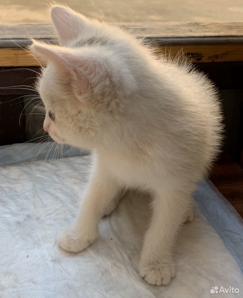 Кошка девочка умная прирученная к латку игривая зе