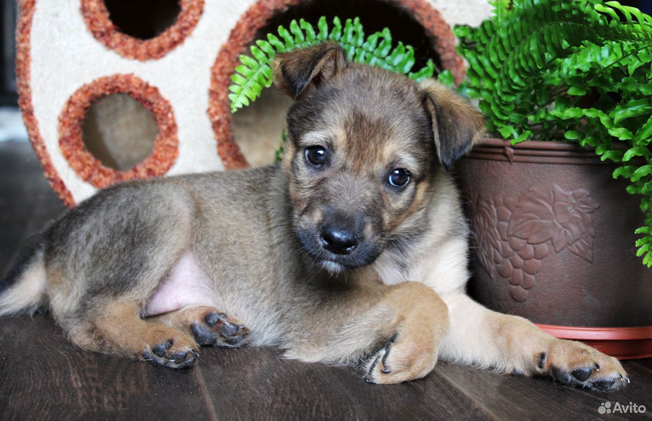 Кнопочка ищет дом