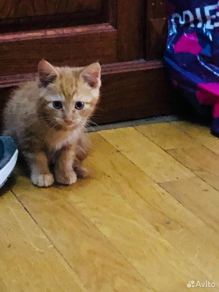 Милые рыжие котята мальчик и девочка
