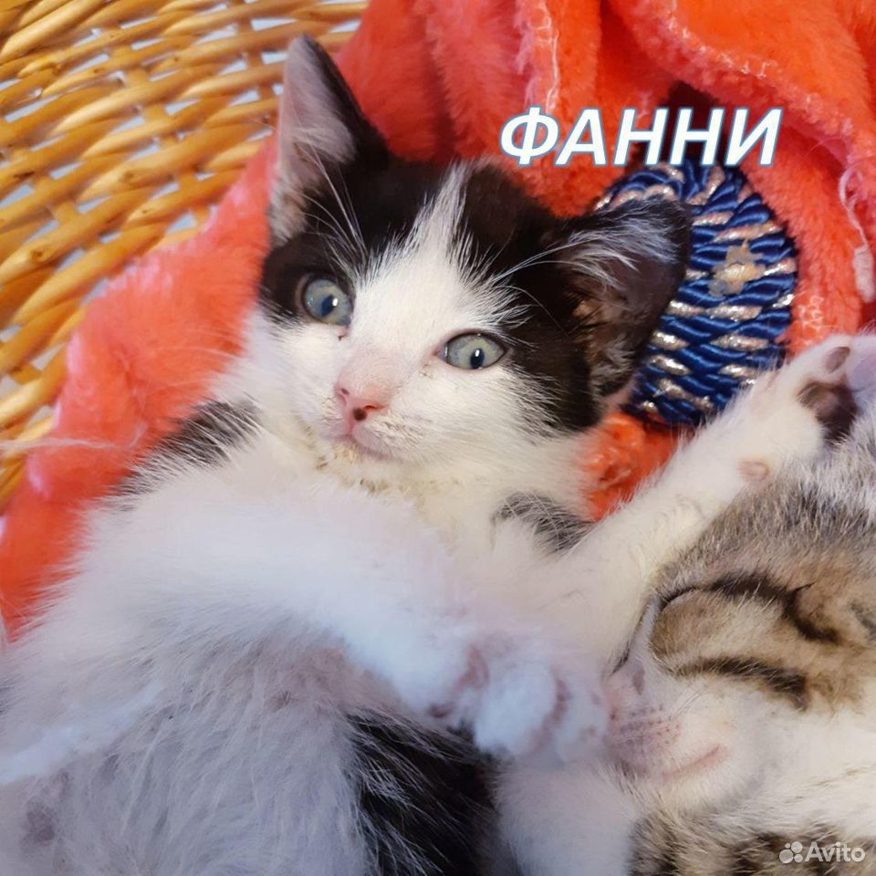 Котёнок Фанни ищёт дом