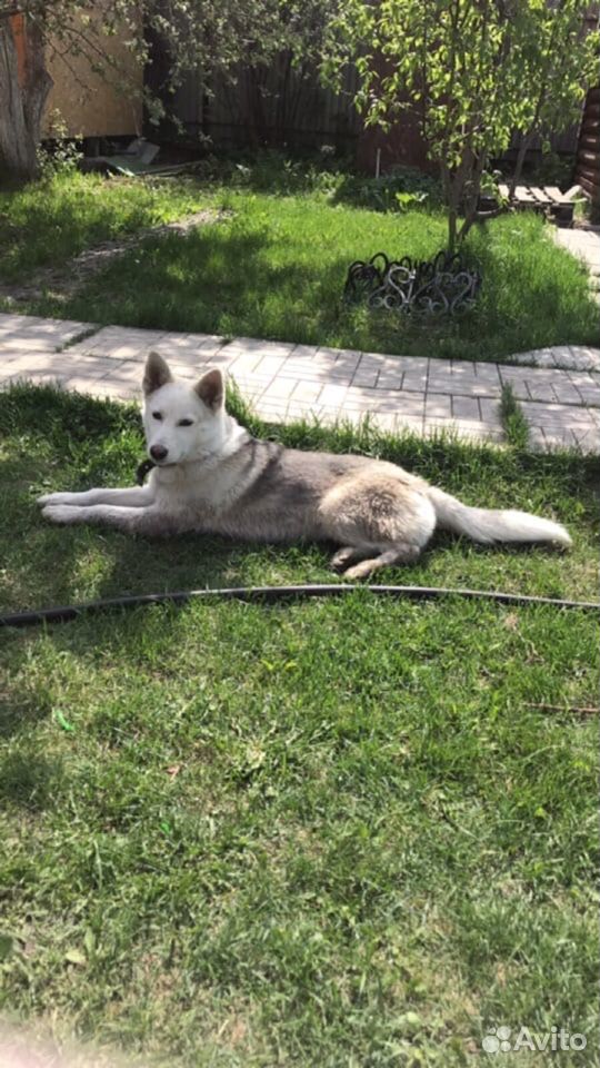 Хаски с помесью лайки
