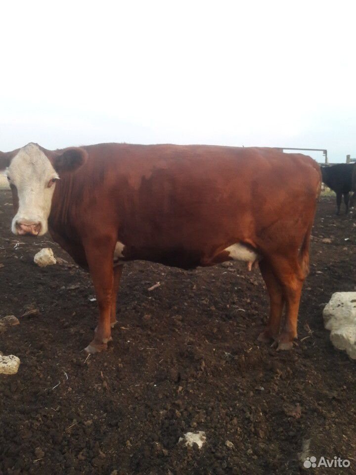 Два быка три коровы