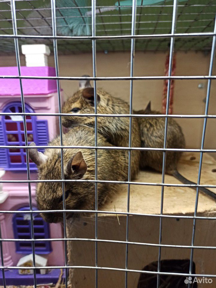 Отдам в добрые руки белочек