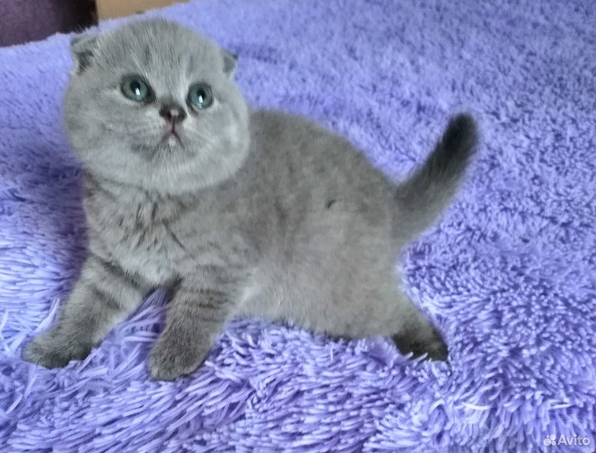 Шотландская