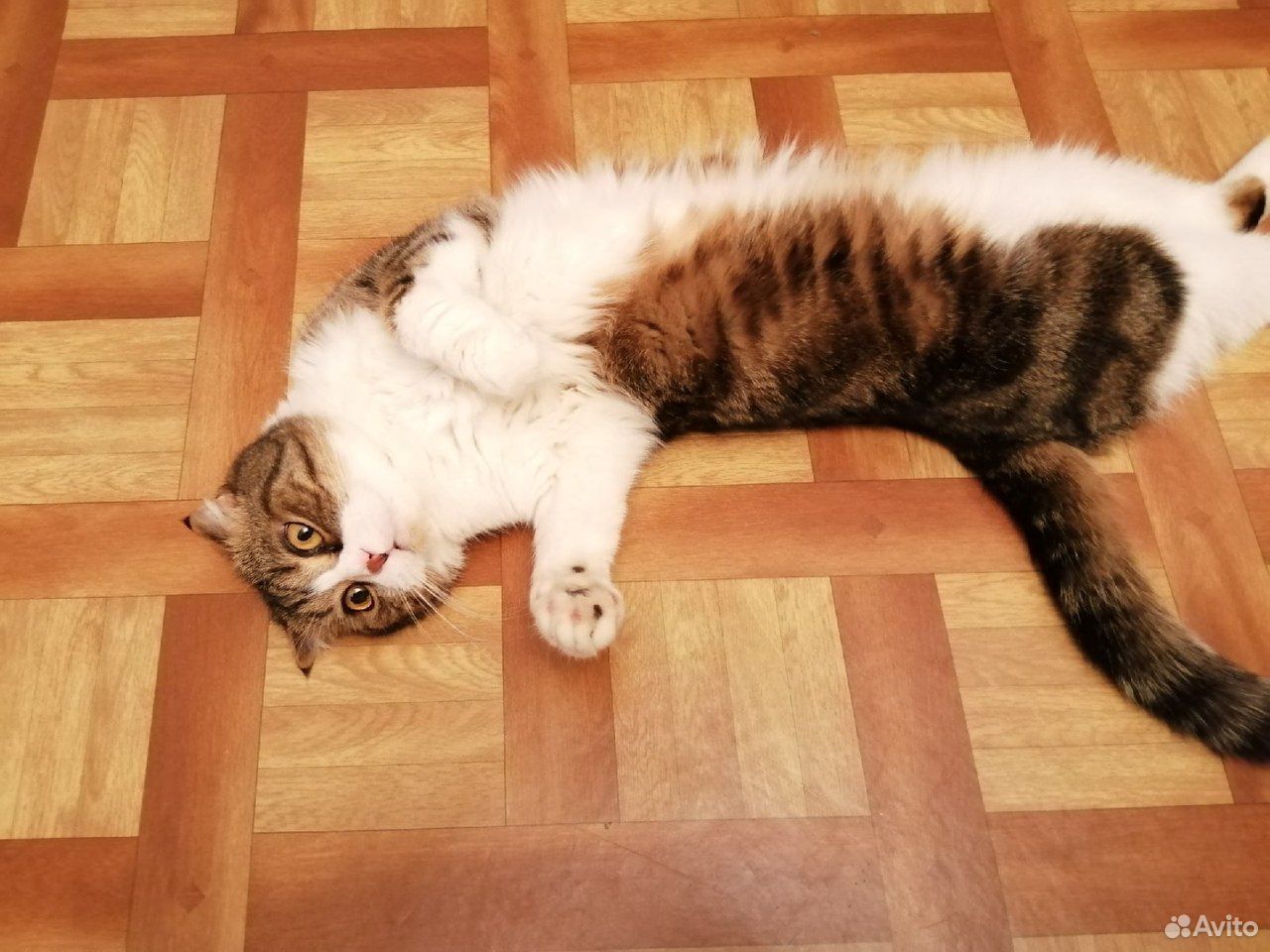 Отдам кота в добрые руки