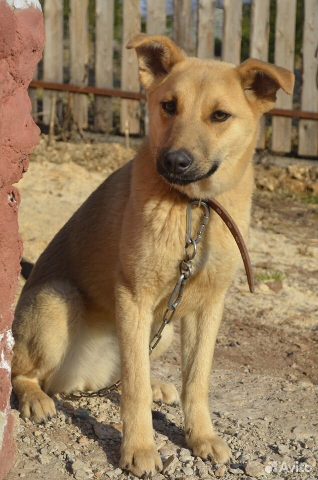 Щенулька пулька ищет дом И ждет хозяина