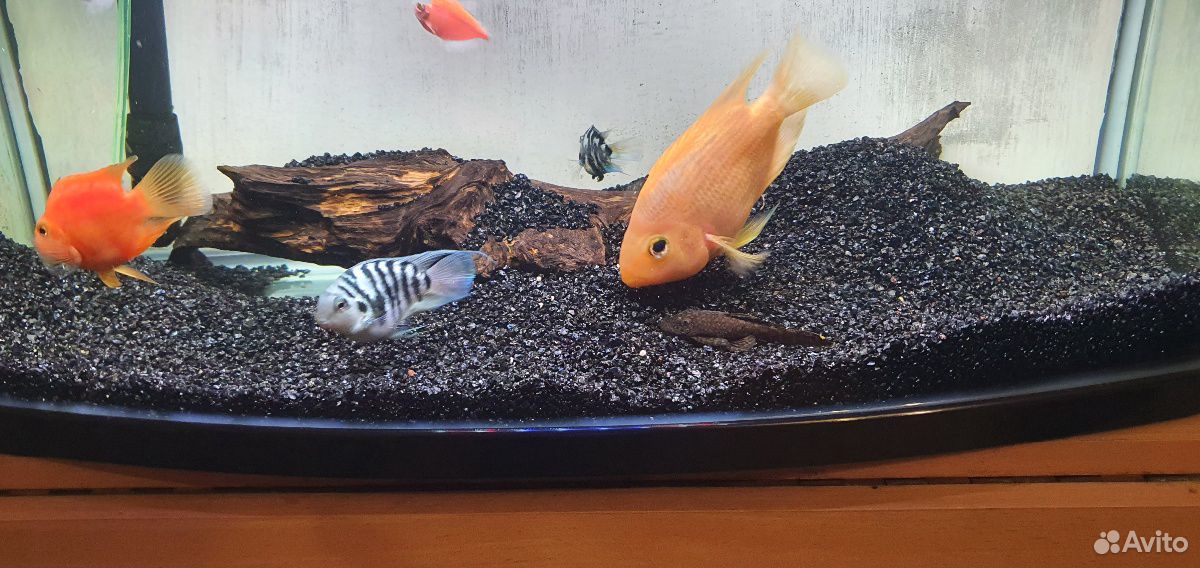 Аквариум Minjiang 75литра