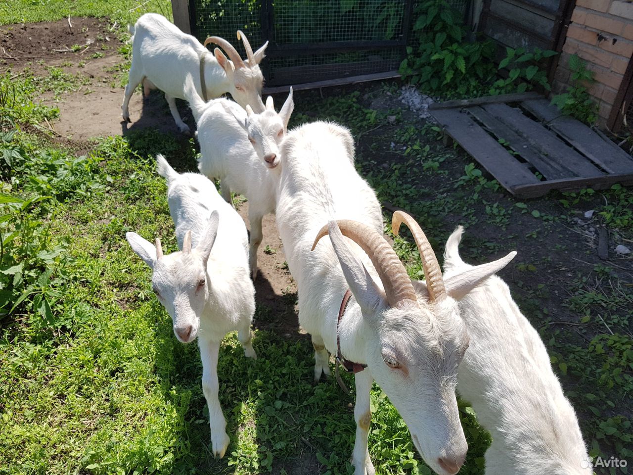 Козлята и дойная коза