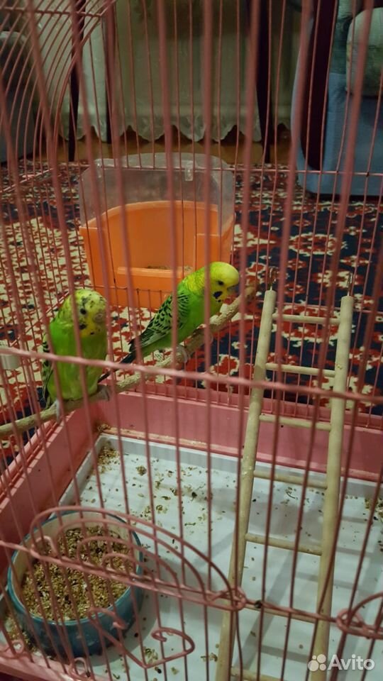 Папугайчики волнистые с клеткой