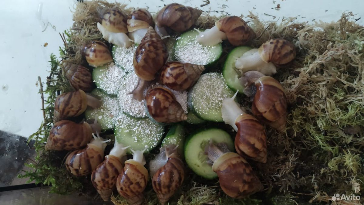 Улитки Ахатина Фулика Хемели