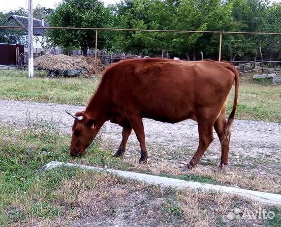Продаю корову