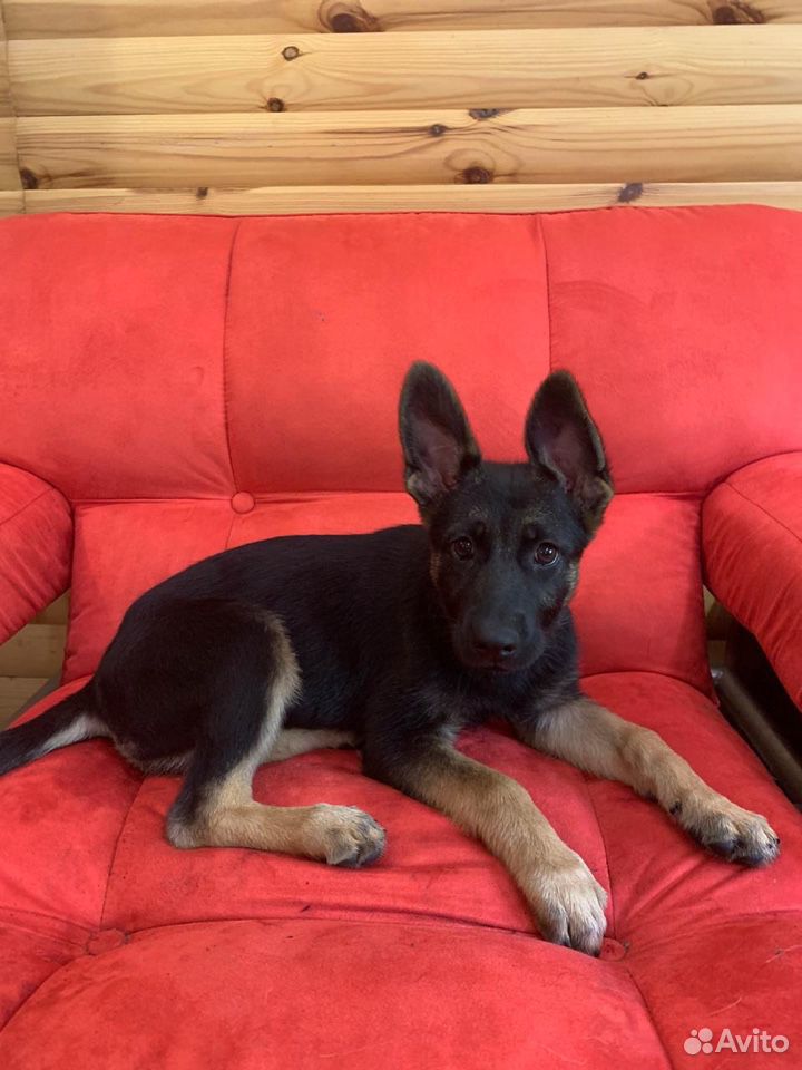 Восточноевропейская овчарка