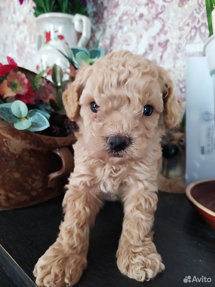 Той пуделек