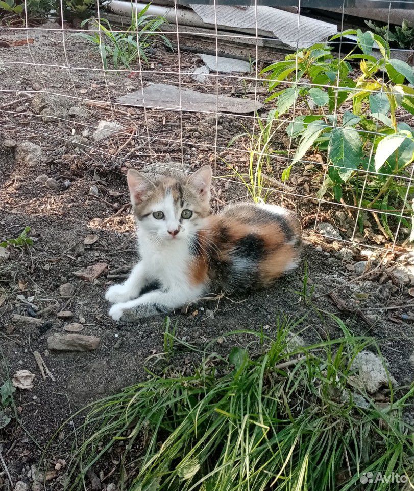 Банда котят в добрые руки